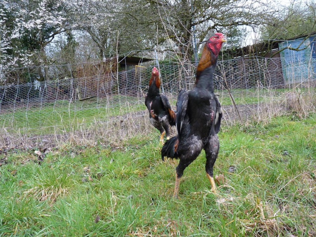 Shamo/aseel/rooster - Rooster Gen