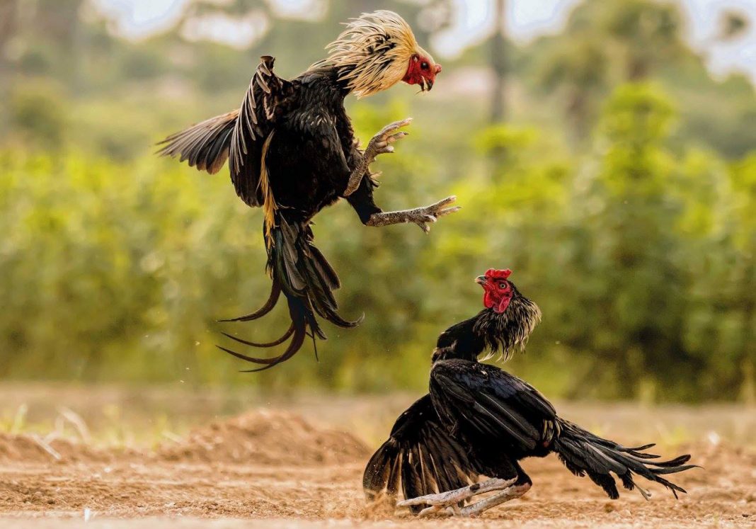 The Magnificent Photographs of Roosters During Fighting Looking so good