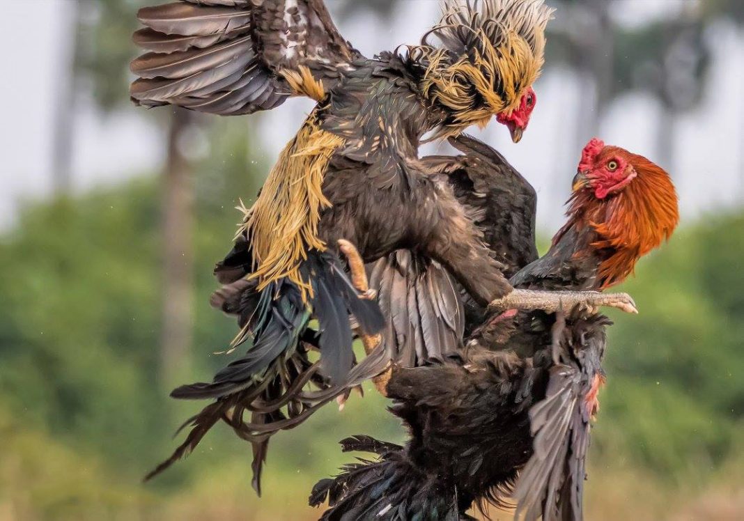 The Magnificent Photographs of Roosters During Fighting Looking so good