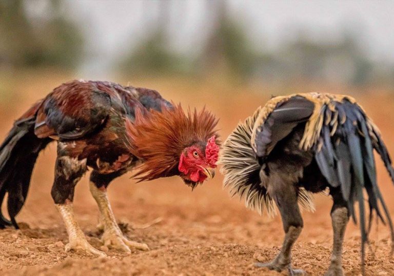 The Magnificent Photographs of Roosters During Fighting Looking so good