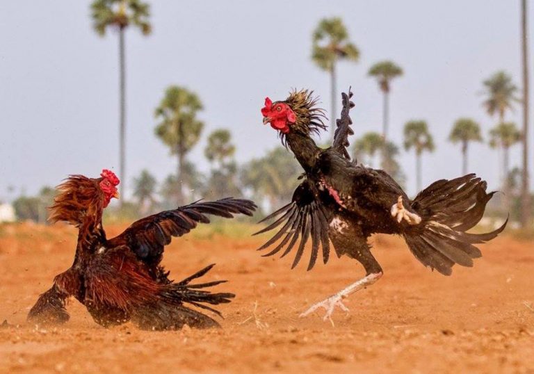 The Magnificent Photographs of Roosters During Fighting Looking so good