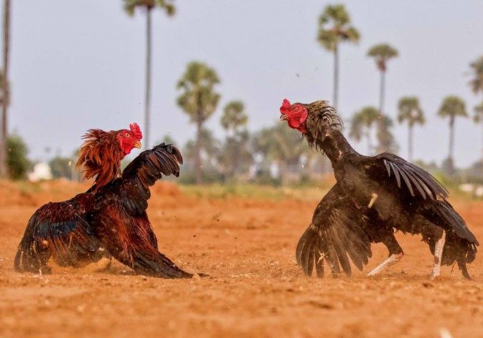 The Magnificent Photographs of Roosters During Fighting Looking so good