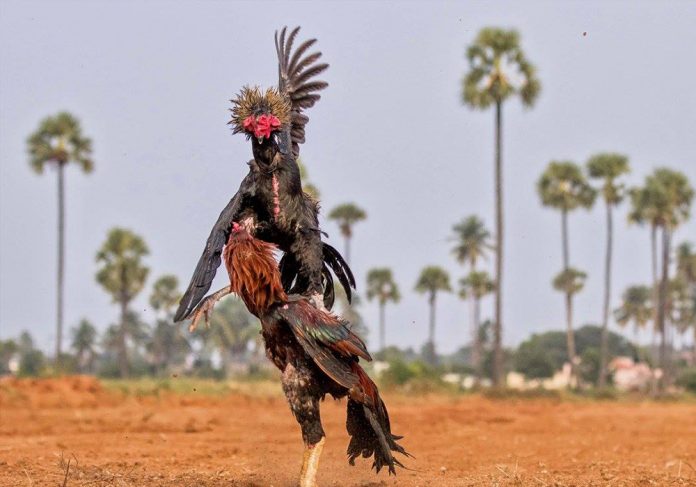 The Magnificent Photographs of Roosters During Fighting Looking so good