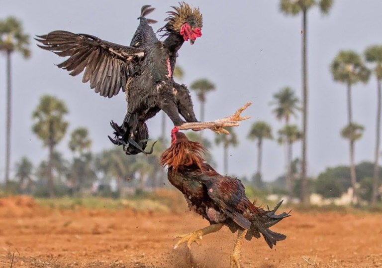 The Magnificent Photographs of Roosters During Fighting Looking so good