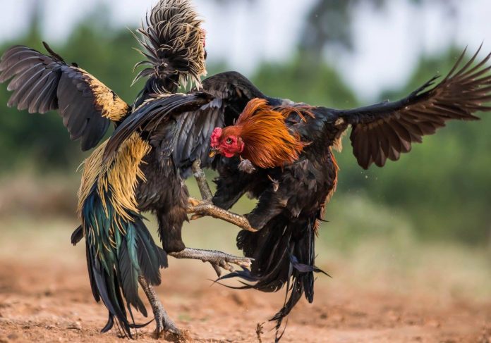 The Magnificent Photographs of Roosters During Fighting Looking so good