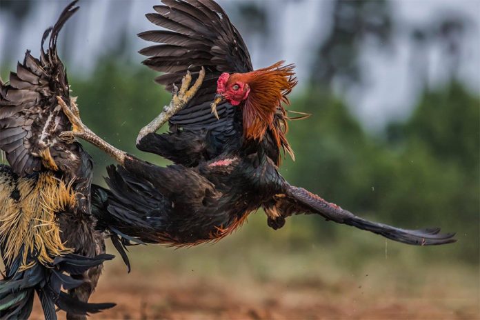 The Magnificent Photographs of Roosters During Fighting Looking so good