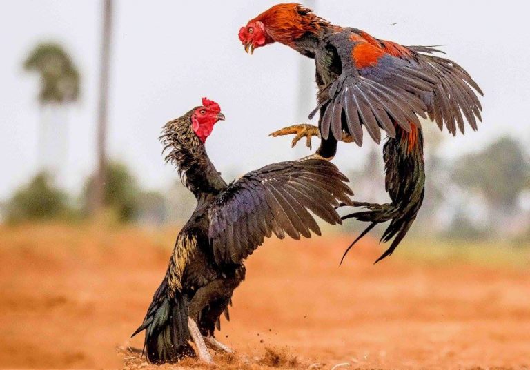 The Magnificent Photographs of Roosters During Fighting Looking so good