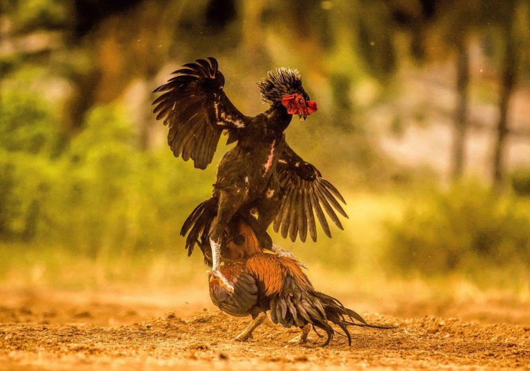 The Magnificent Photographs of Roosters During Fighting Looking so good