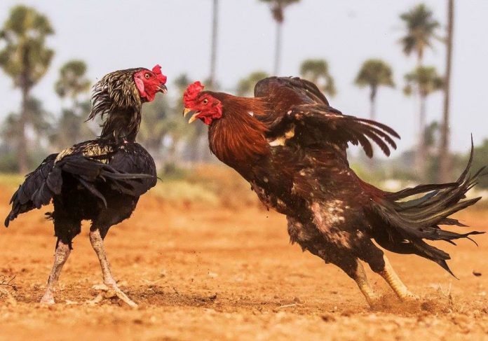 The Magnificent Photographs of Roosters During Fighting Looking so good