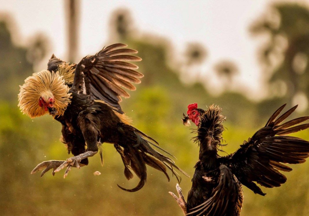 The Magnificent Photographs of Roosters During Fighting Looking so good