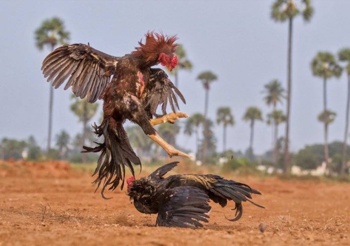 The Magnificent Photographs of Roosters During Fighting Looking so good