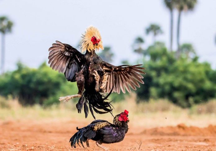 The Magnificent Photographs of Roosters During Fighting Looking so good