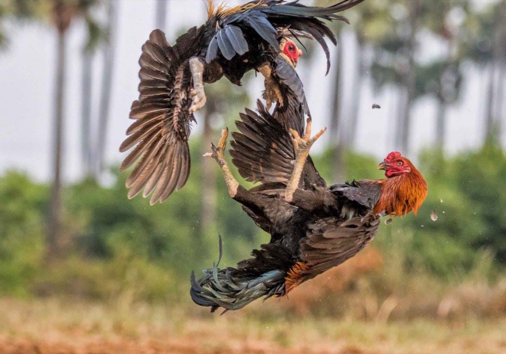 The Magnificent Photographs of Roosters During Fighting Looking so good