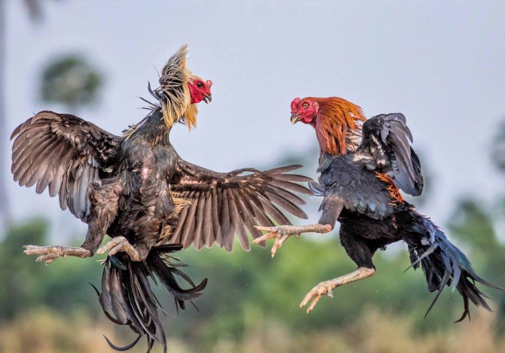 The Magnificent Photographs of Roosters During Fighting Looking so good